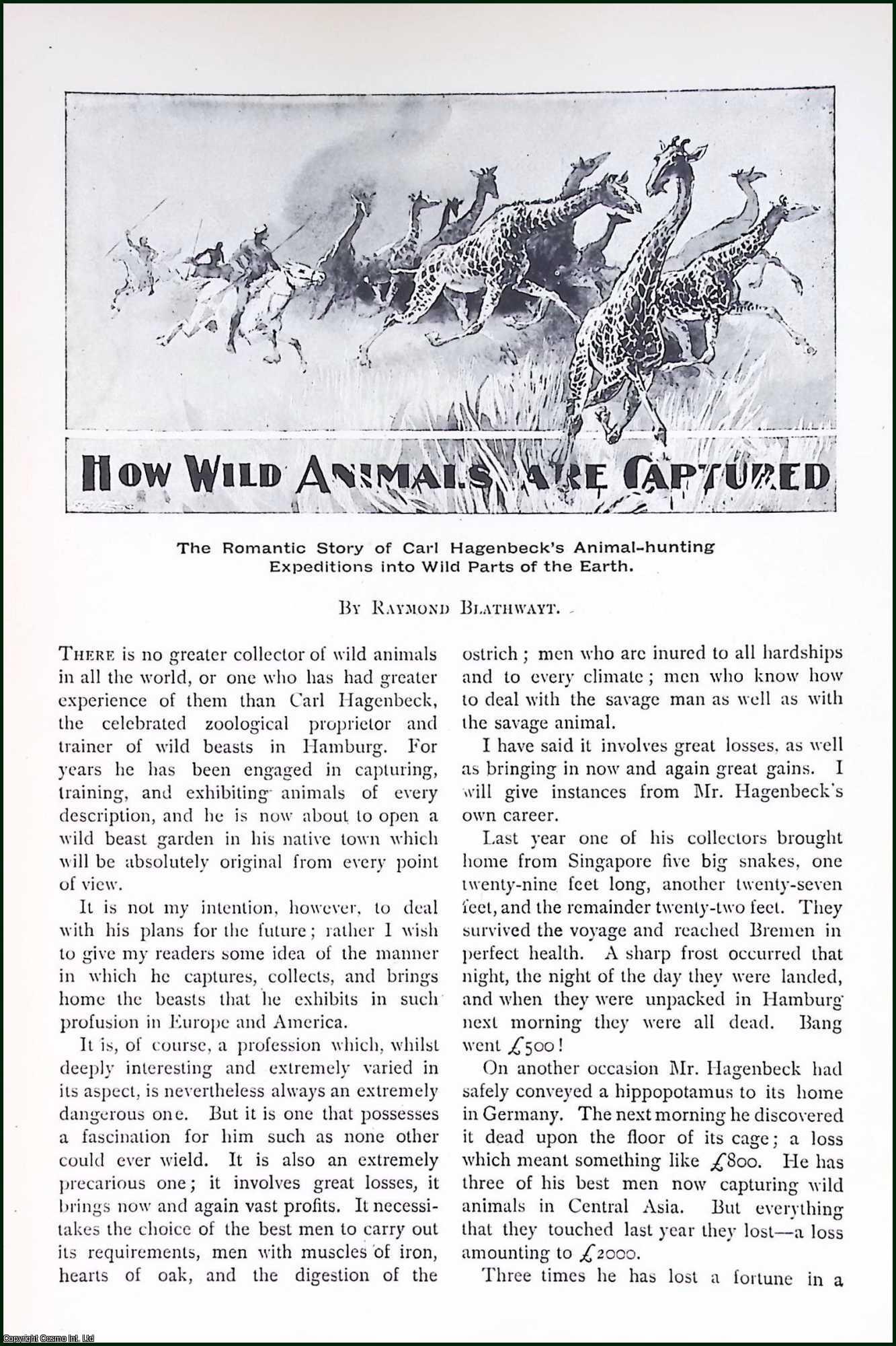 How Wild Animals are Captured. By Raymond Blathwayt. An original ...